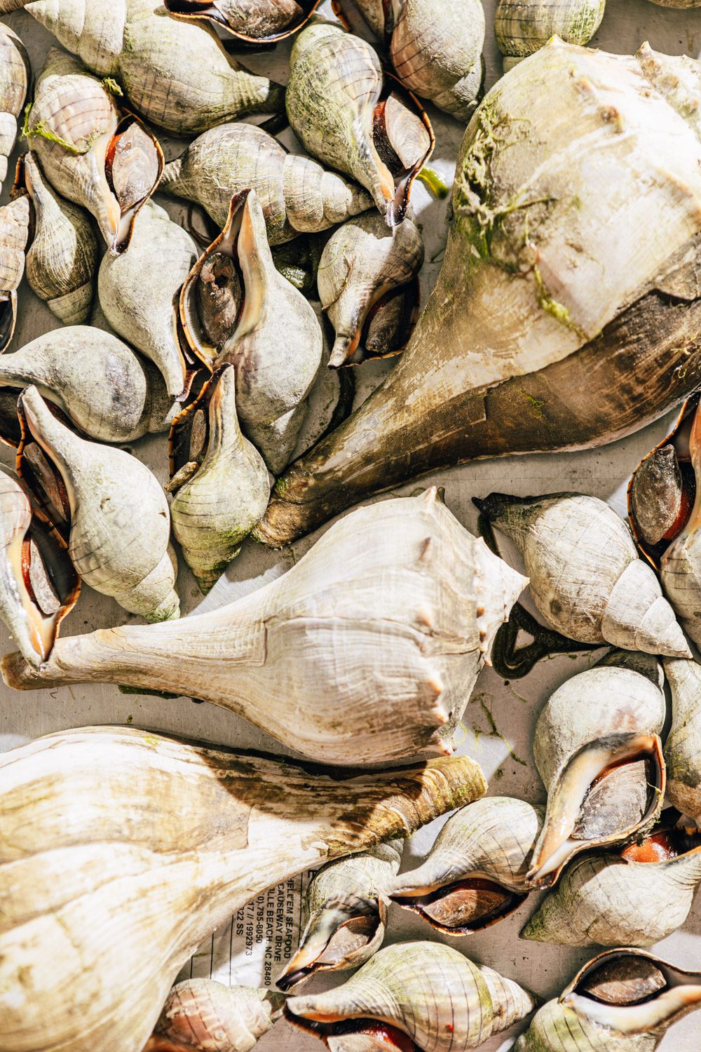 Tulip Snails Are the Southern Delicacy You’ve Never Heard Of | NC ...
